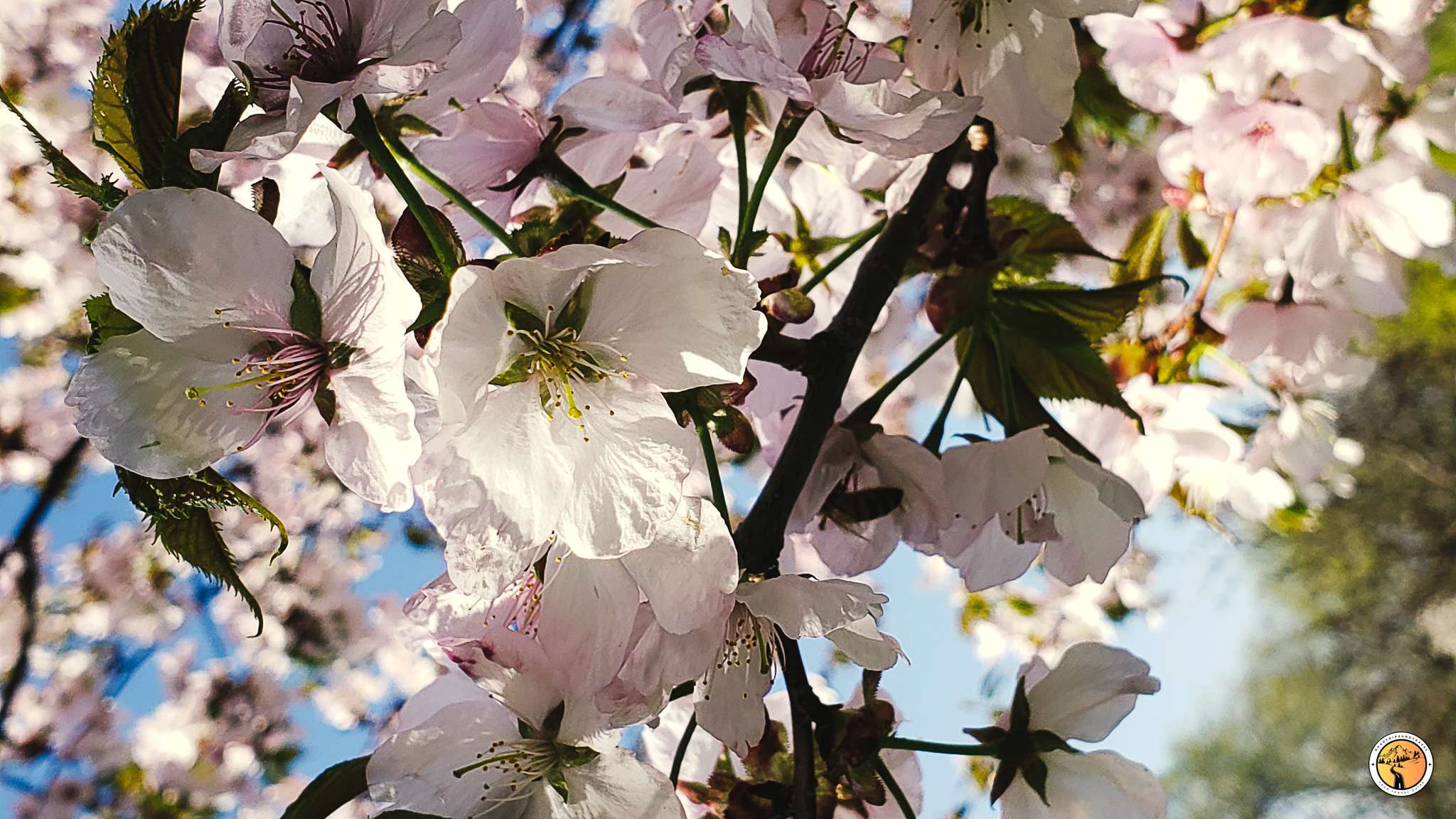 Cherry Blossoms in Minnesota - roadtripsandtravel