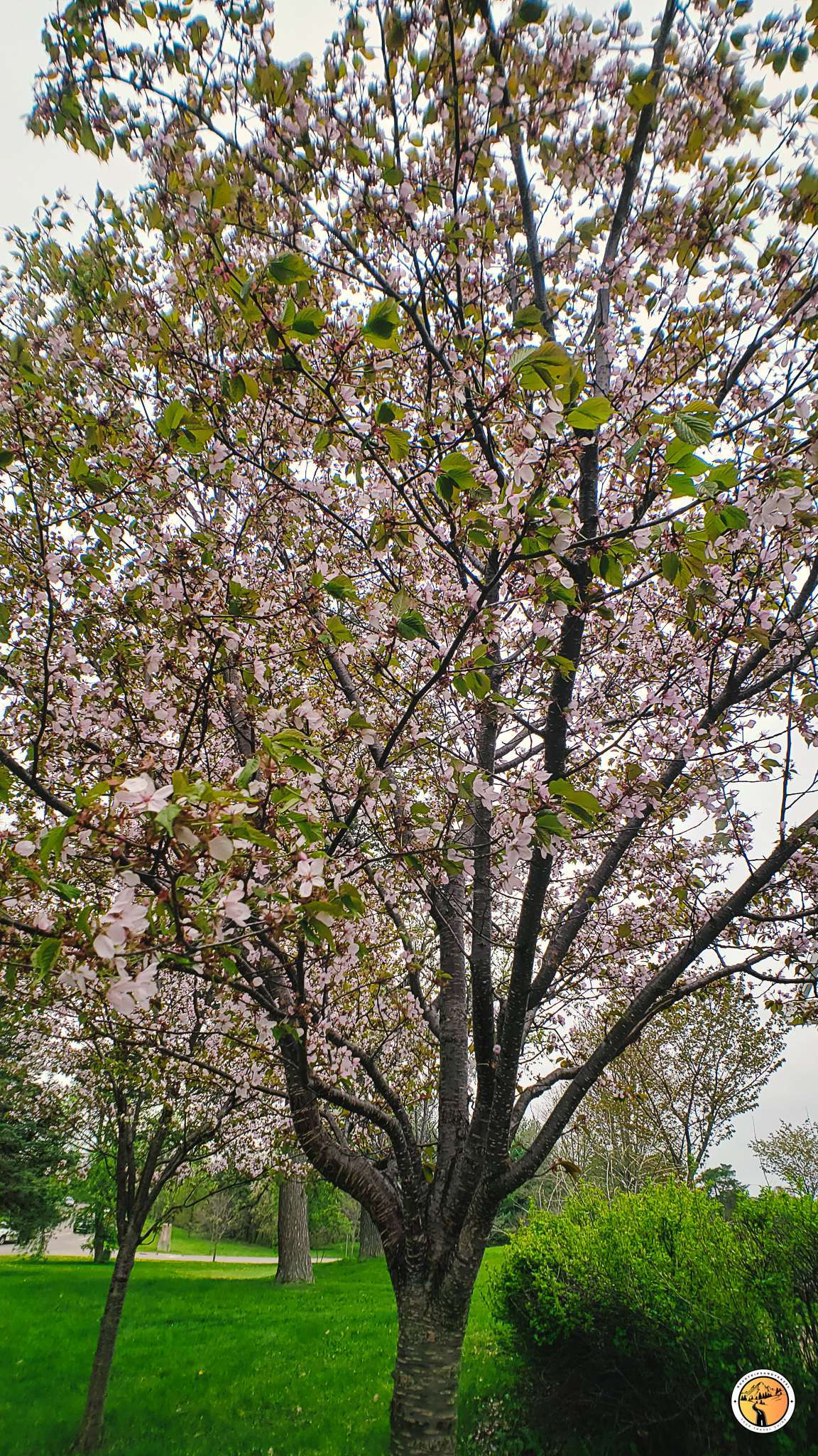Cherry Blossoms in Minnesota - roadtripsandtravel